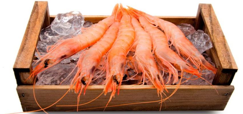 Propiedades y beneficios de las gambas - Compesca