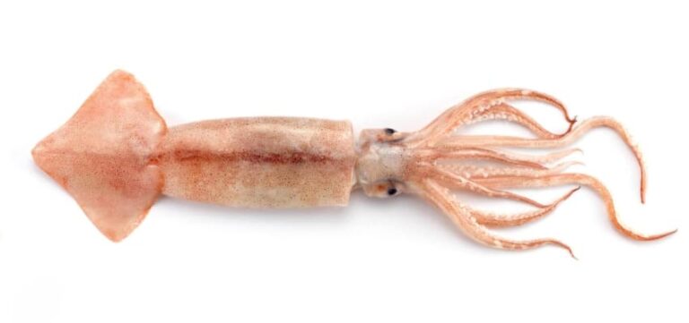 Sepia: Qué es, características y propiedades - Compesca