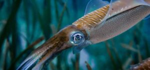 Calamar: Propiedades, características y recetas - Compesca