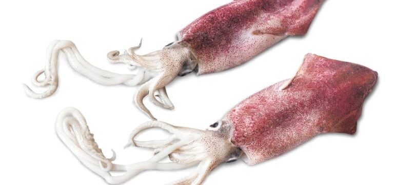 Calamar: Propiedades, características y recetas - Compesca